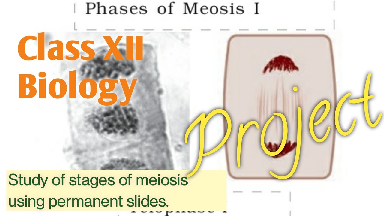 Class XII Biology Project| Study of stages of meiosis using permanent ...