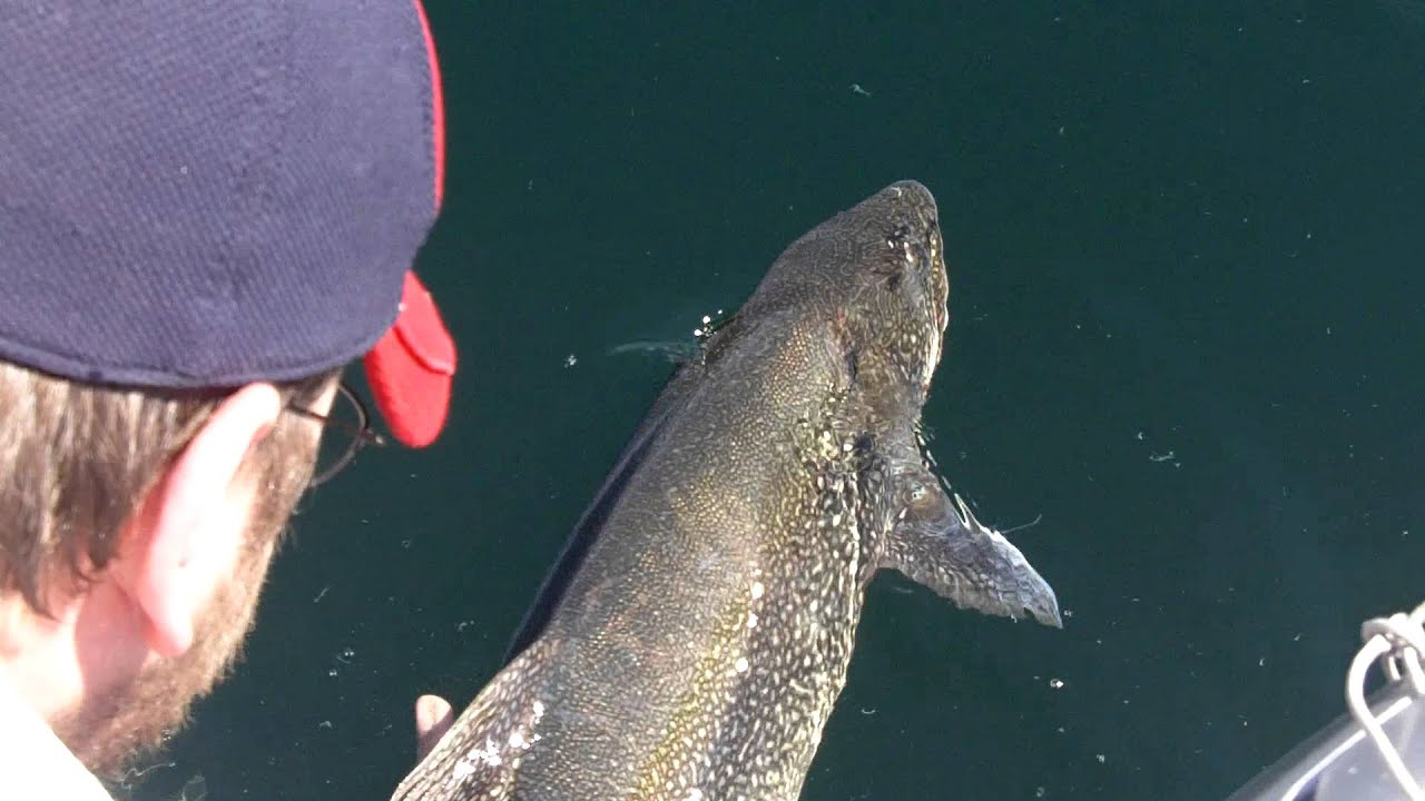 Lake Trout Harding Lake - YouTube