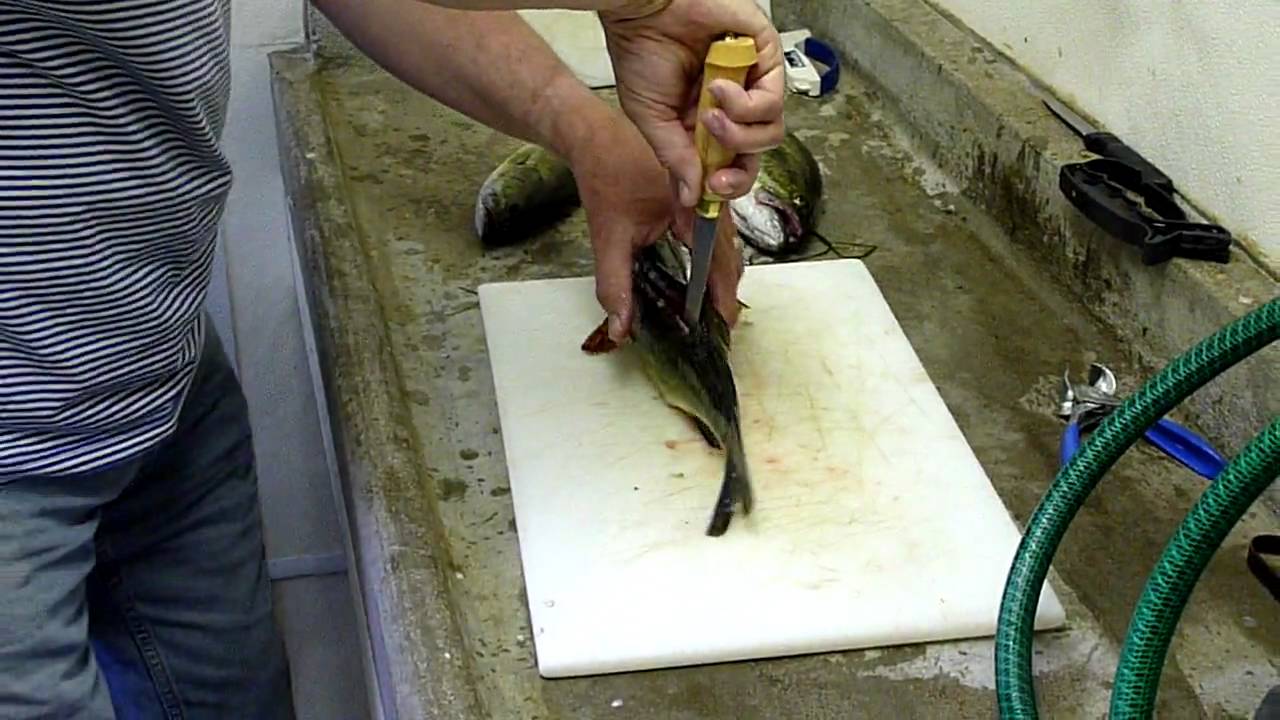 How to Filet a Largemouth Bass(Part 1) - YouTube
