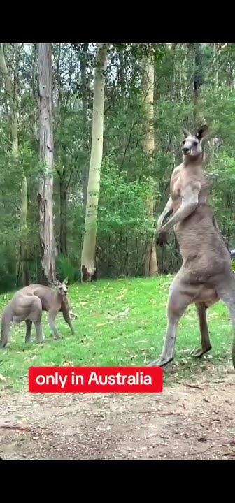 Why are kangaroos found in Australia only? 🤔🇦🇺 #Kangaroos #Australia #Wildlife #Animals # ...