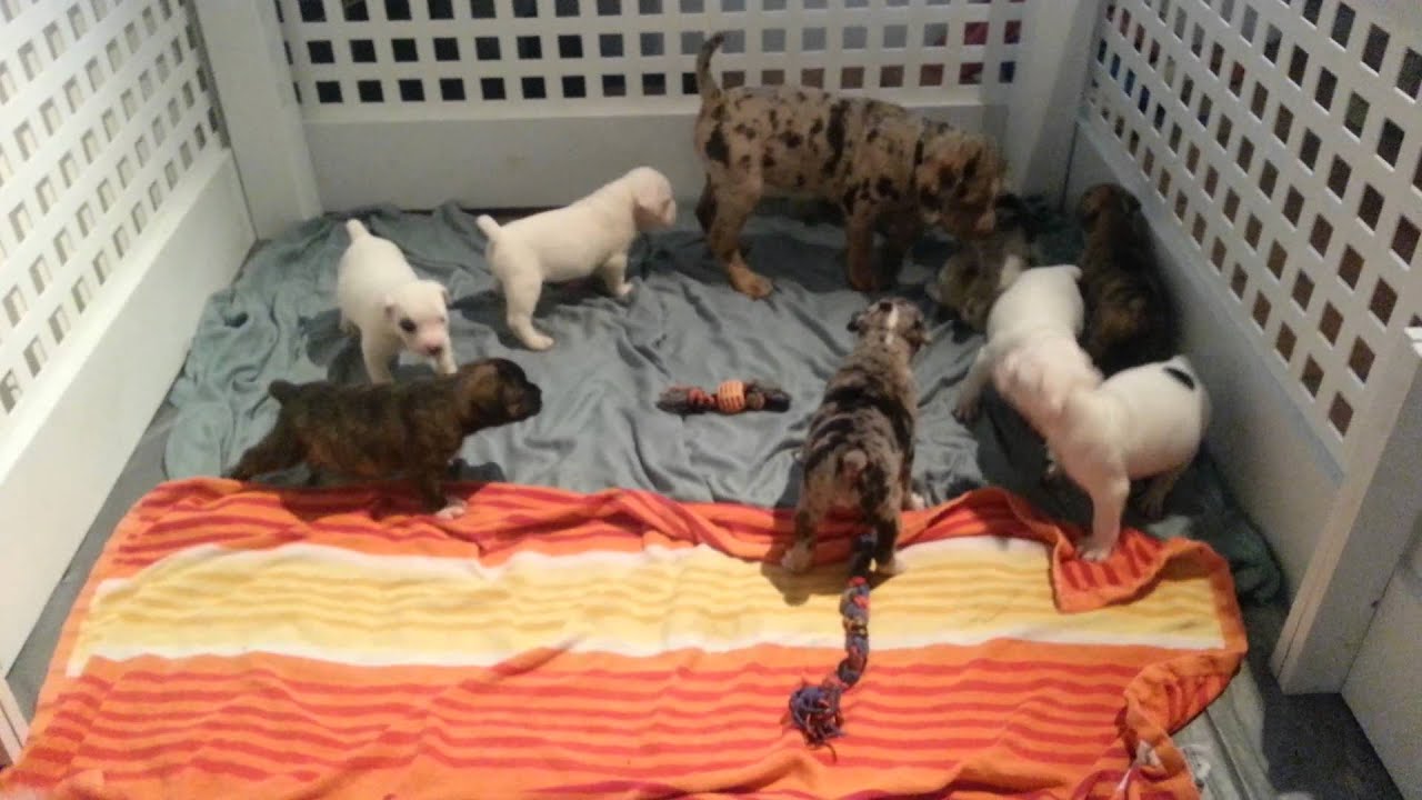 Leopard Legends Catahoula Bulldog puppies - YouTube