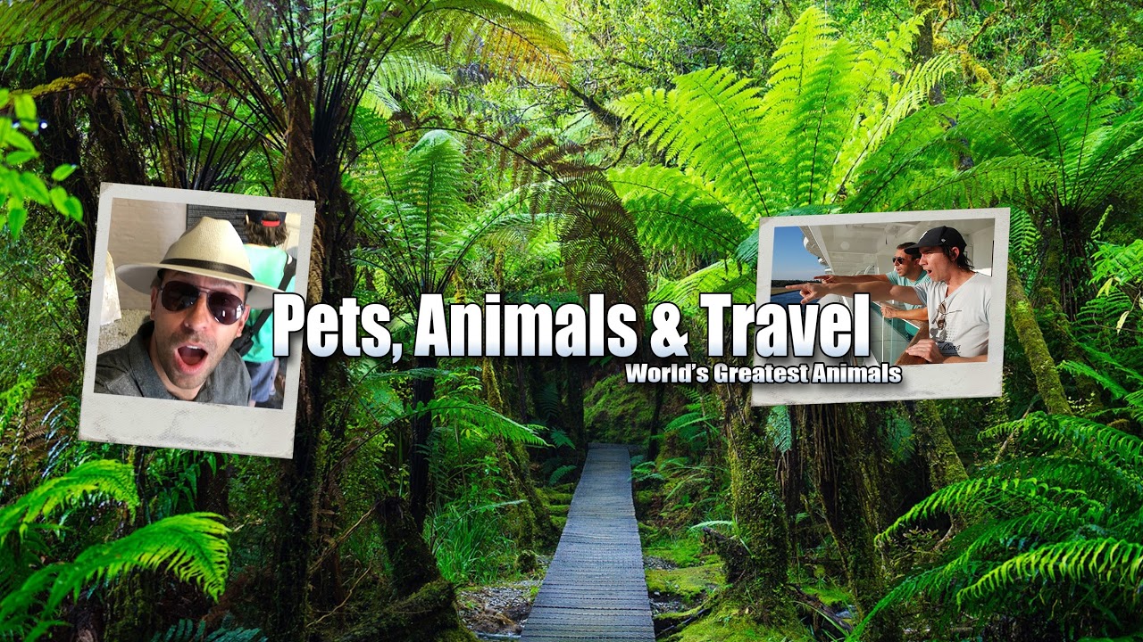 World's Greatest Animals Live Stream - YouTube