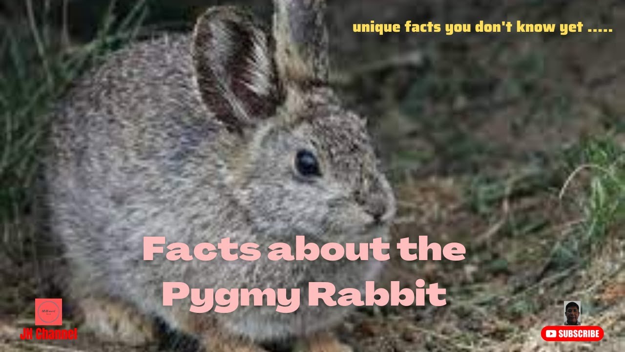 5 Interesting Facts About The Pygmy Rabbit, Unique facts you don't know ...