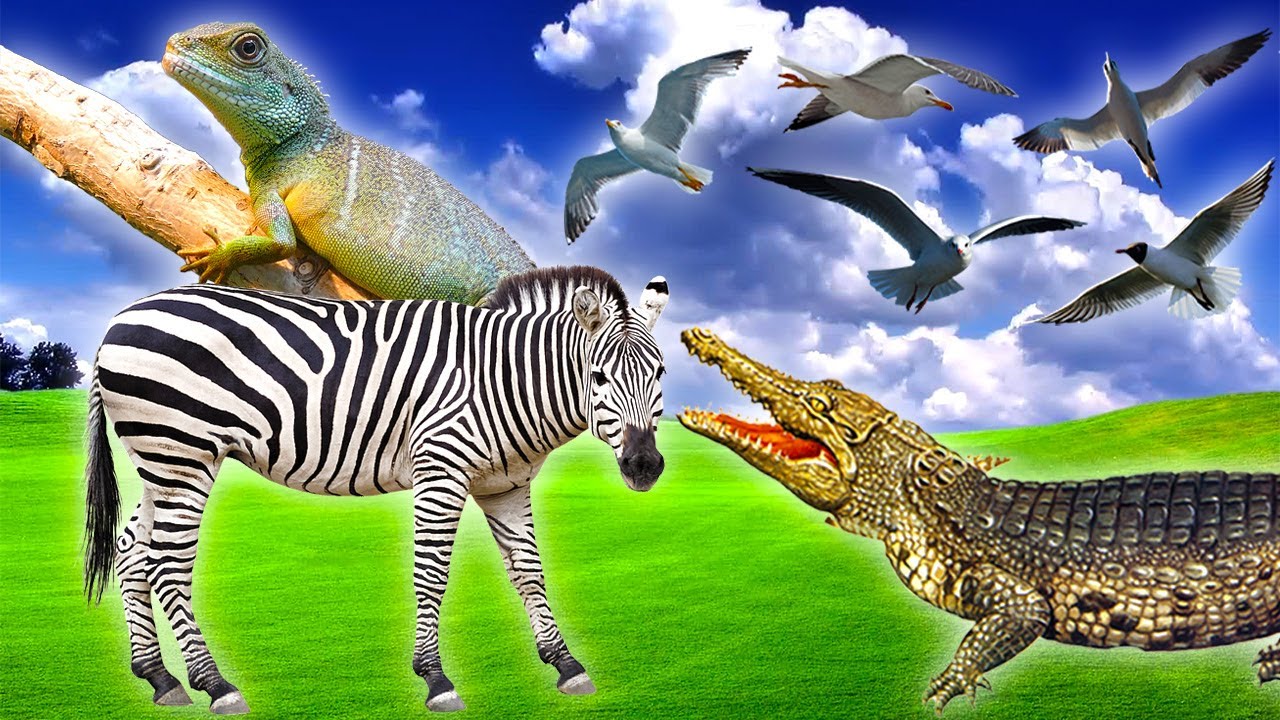 The lives of familiar Animals - Zebra, Crocodile, Lizard, Seagull ...