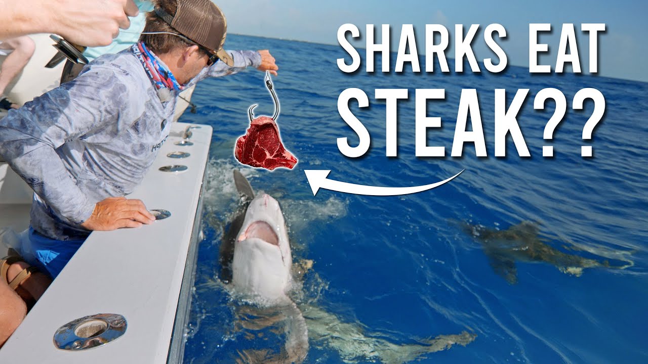 DO Sharks Eat Steak? - YouTube