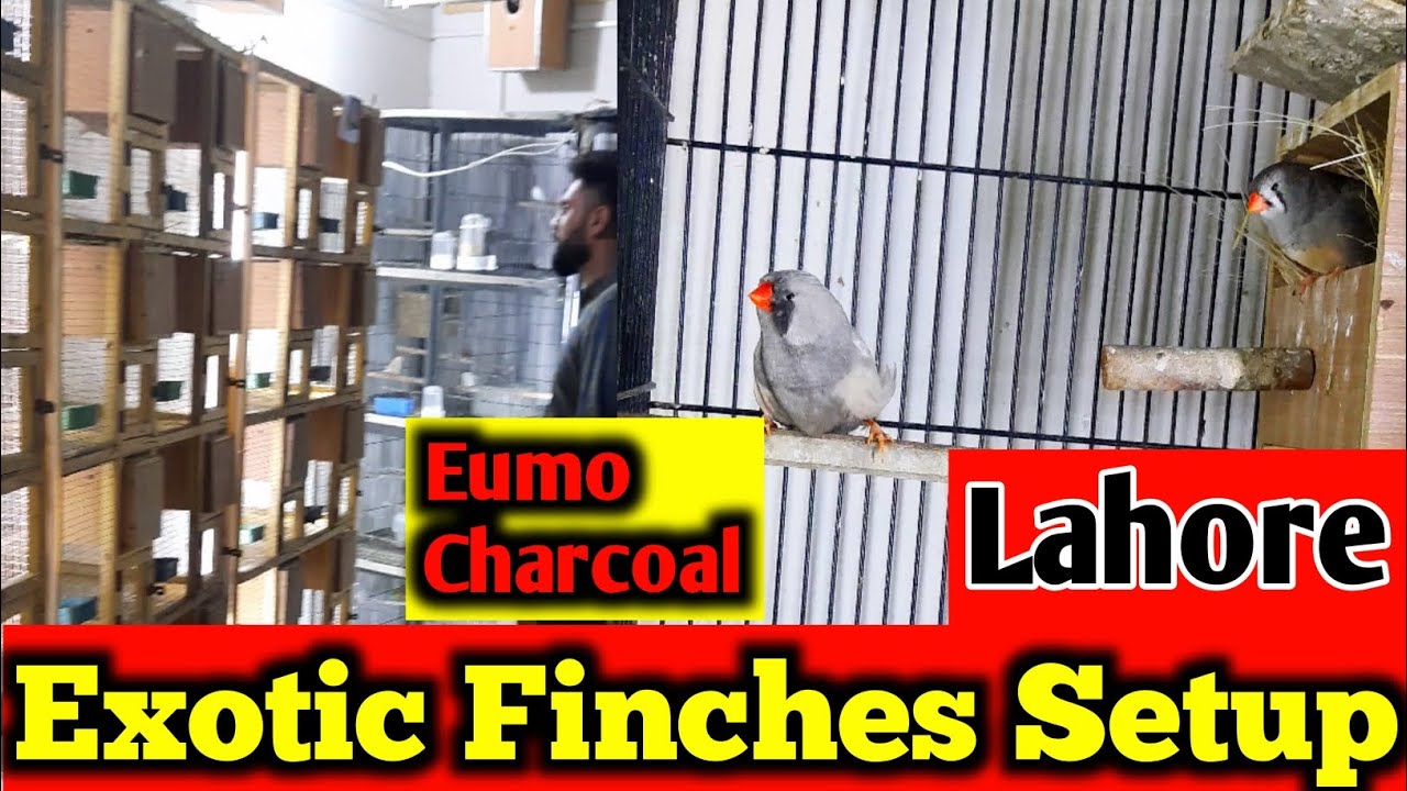 Visited Exotic Finch Setup in Lahore || Exotic Finches Eumo Finch ...