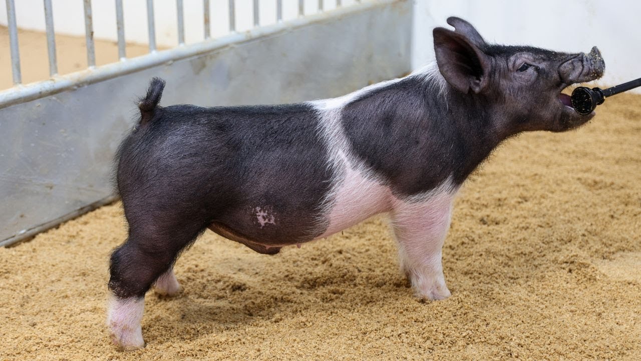 Lot 2 | 1-6 Crossbred Boar - YouTube
