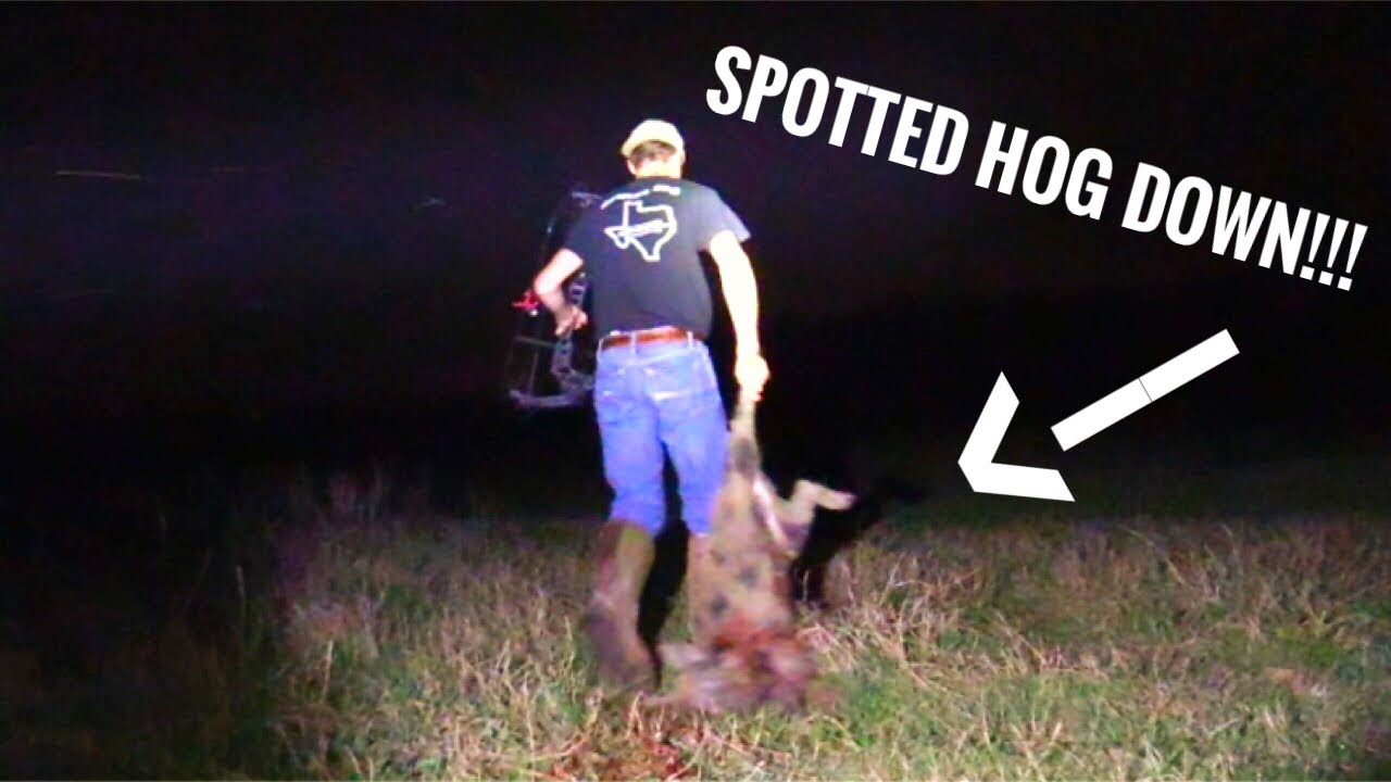 ANOTHER SPOTTED HOG DOWN! - YouTube