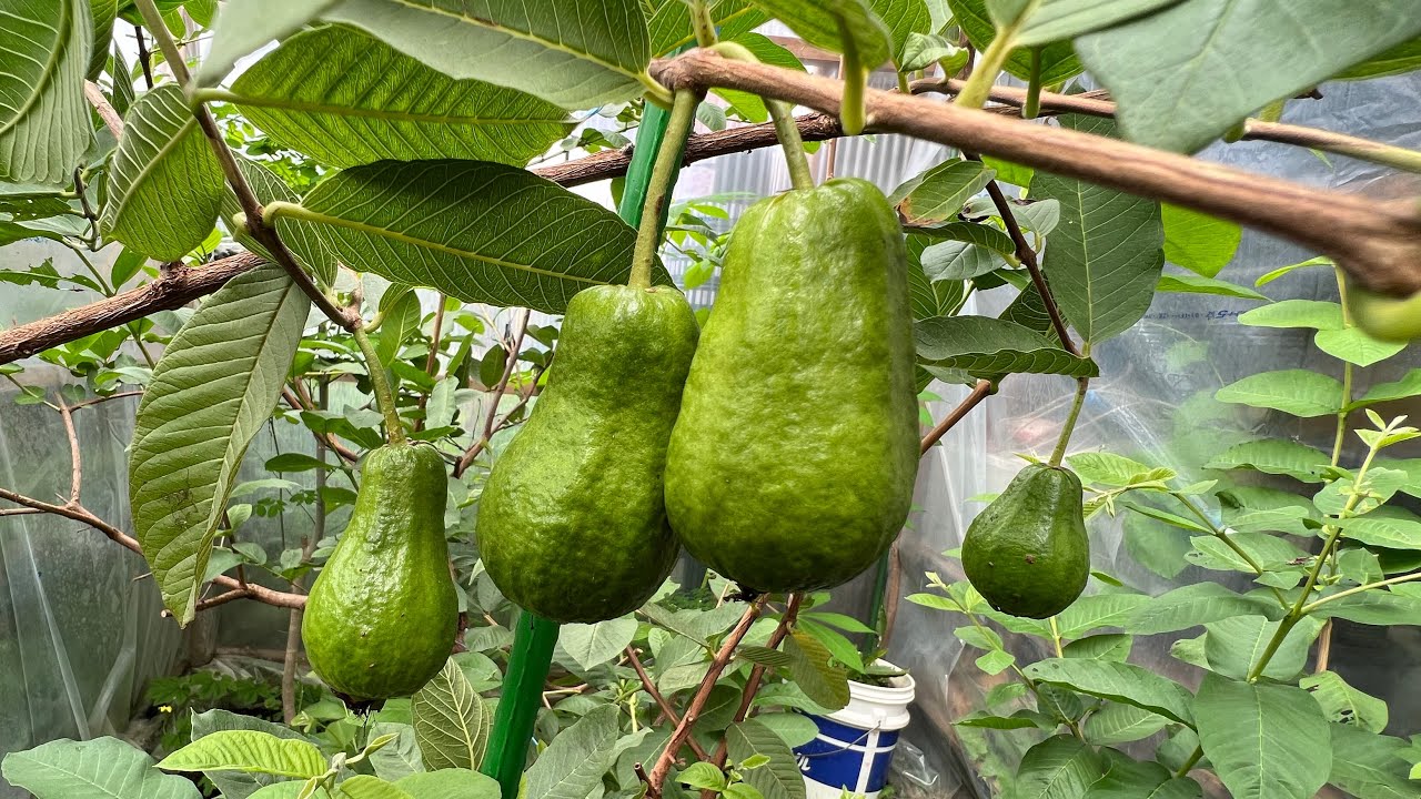 2nd Update on my Guava fruits - YouTube