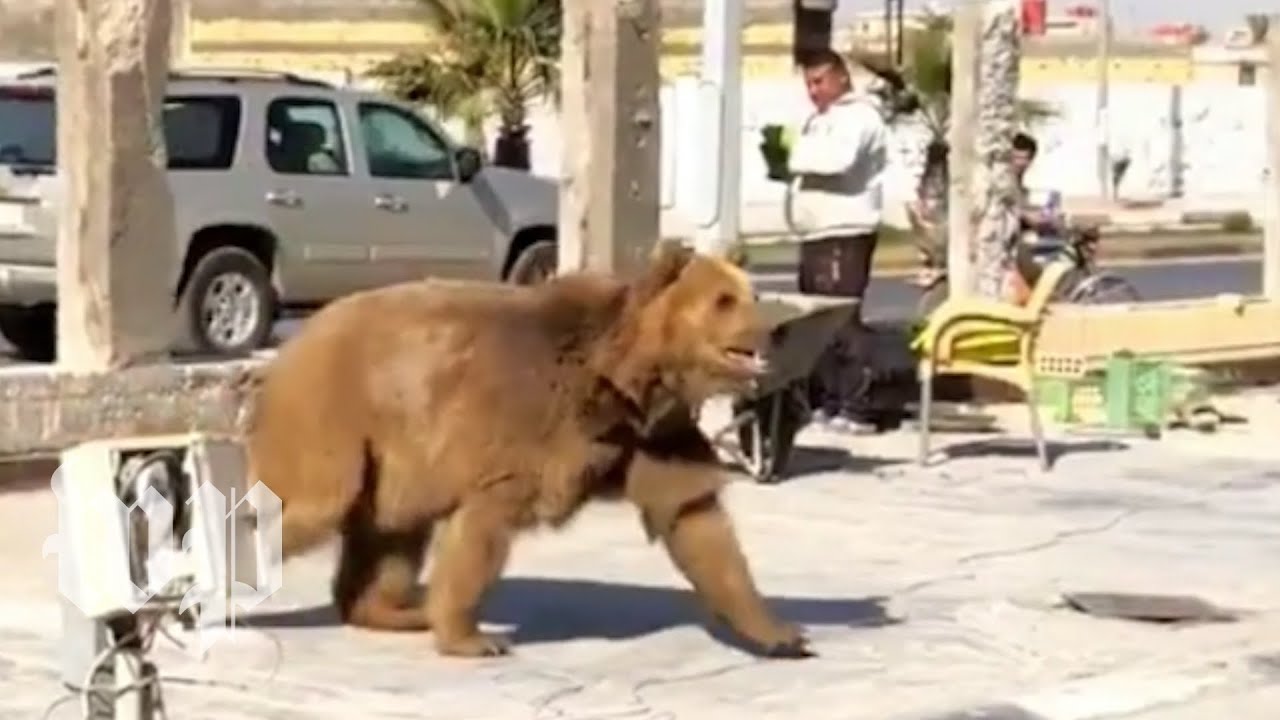 Bear runs loose in Iraqi city - YouTube
