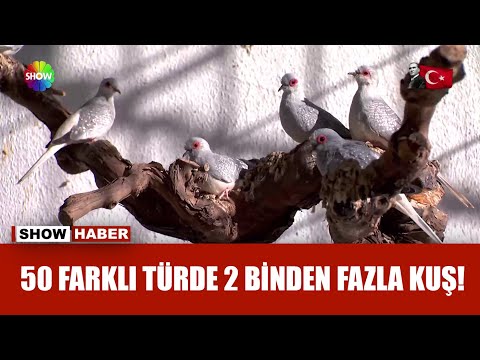 Beykoz'daki kuş cenneti