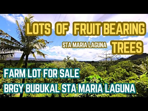 #vlog317 FARM IN STA MARIA LAGUNA FOR SALE - 4 HECTARES FARM LAND WITH ...
