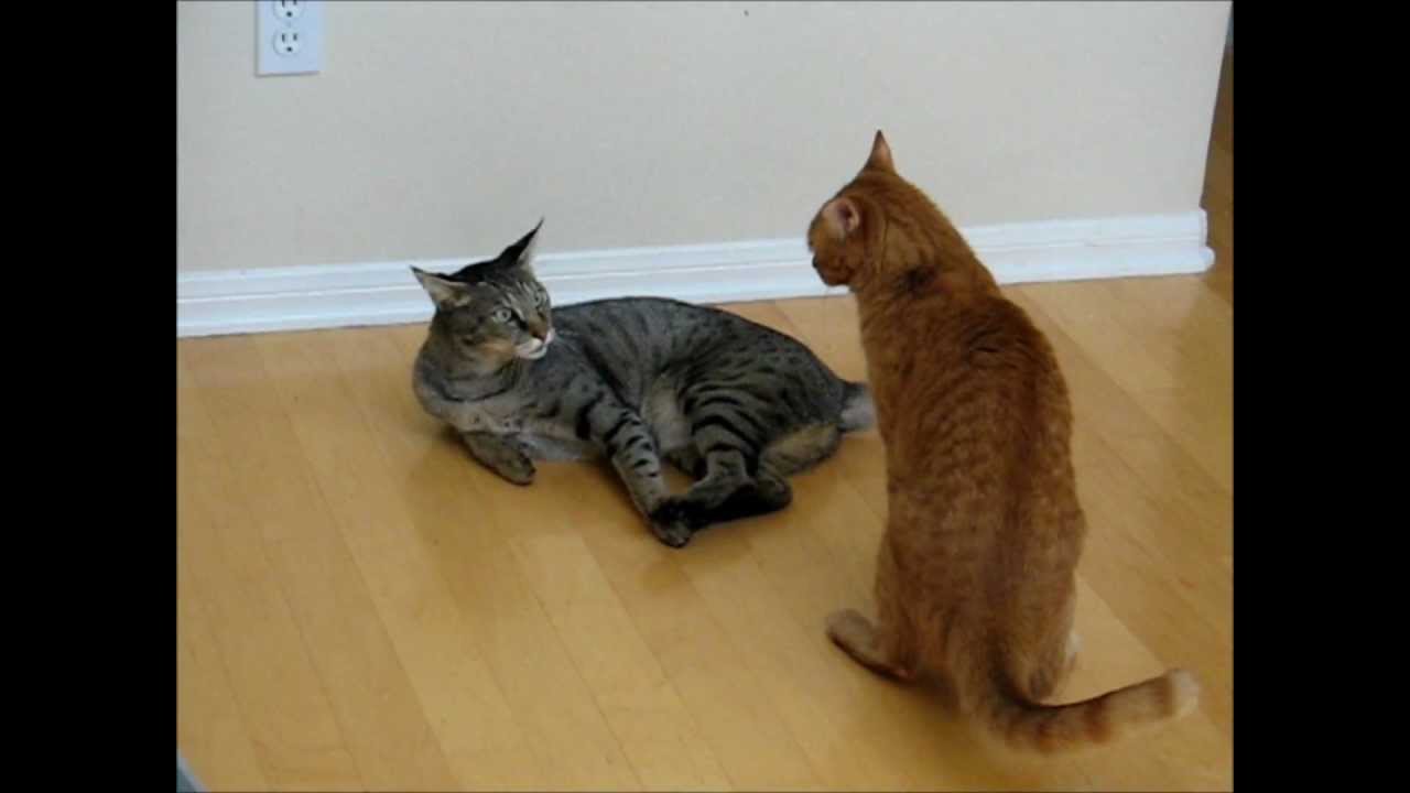 Jungle Cat Hybrid (Chausie) video "Sanura": compilation 2012 - YouTube