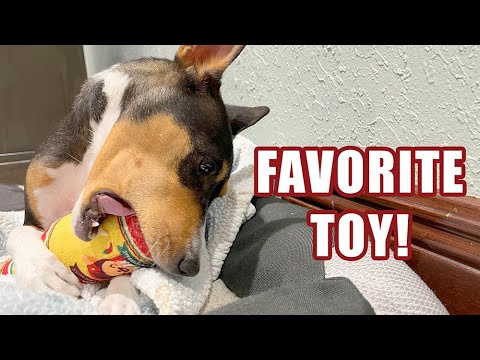 Basenjis' Favorite Toy - YouTube