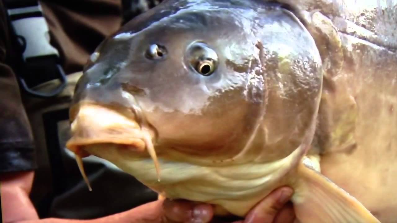 Danny fairbrass eats fish poo - YouTube