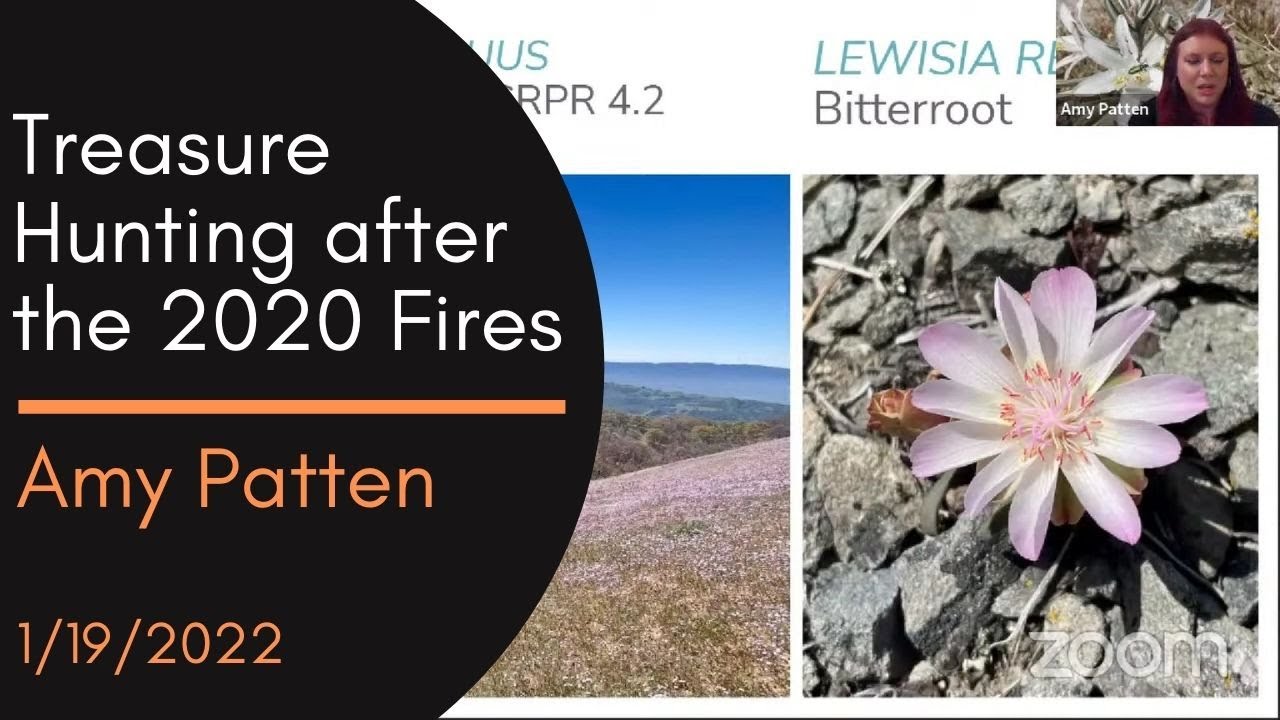 Treasure Hunting after the 2020 Fires, a talk by Amy Patten - YouTube