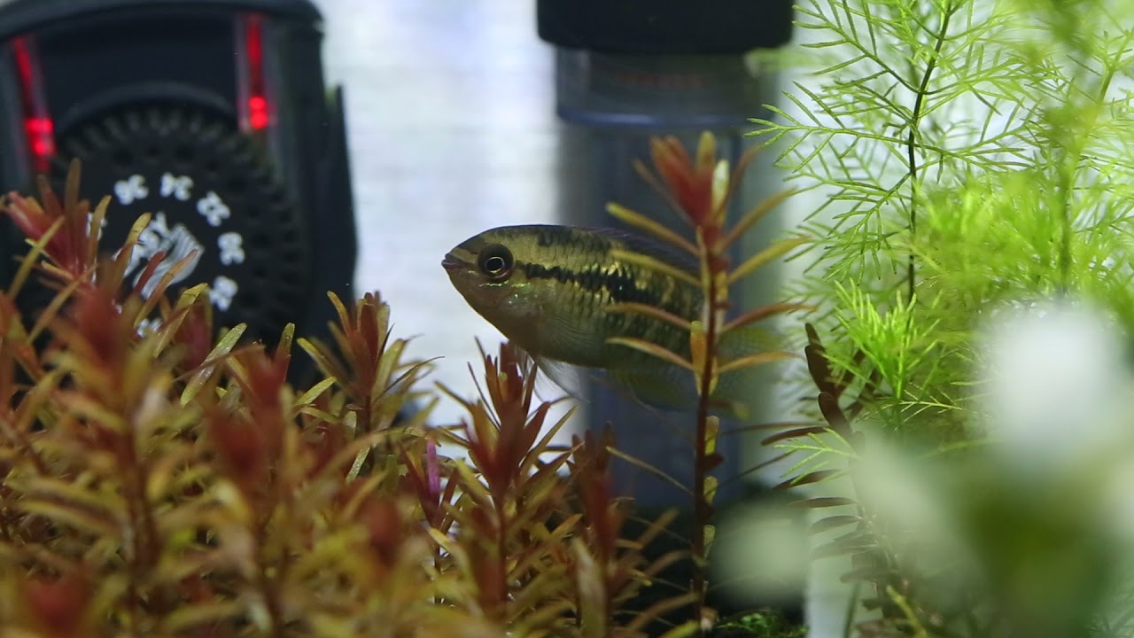 A Hovering Red Breasted Acara(Laetacara dorsigera) - YouTube