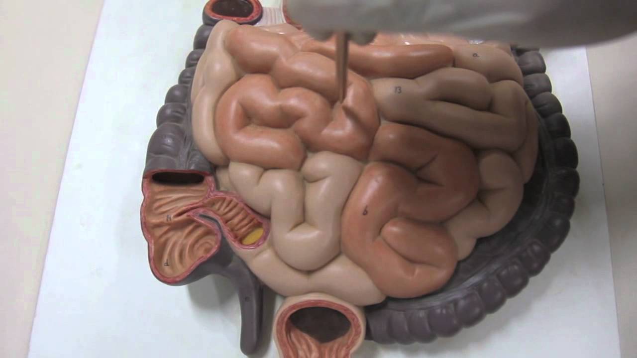 jouf anatomy - digestive system - small intestine HD - YouTube