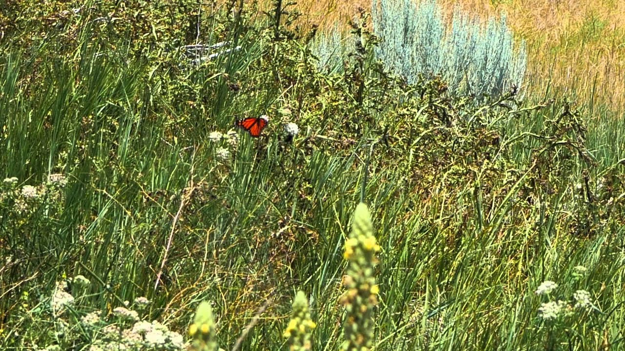 One Male Monarch Butterfly near Genoa, Nevada July 18, 2014 - YouTube