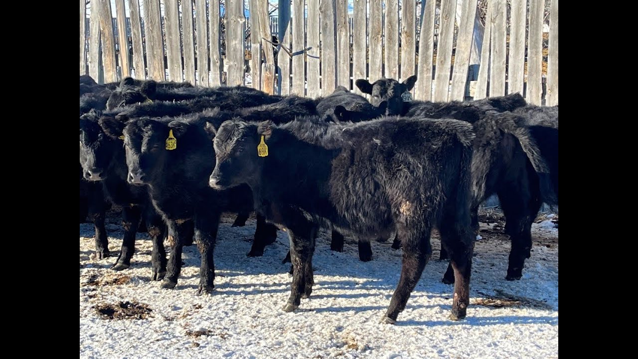 Craig Angus Cattle Co. 572# Black Angus Weaned Heifers - YouTube