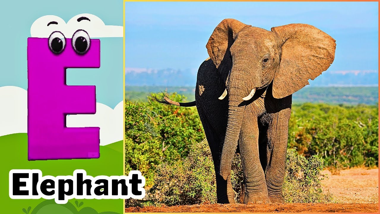ABC Apple Song,Learn Alphabets | English and Animals for Kids,abcd ...
