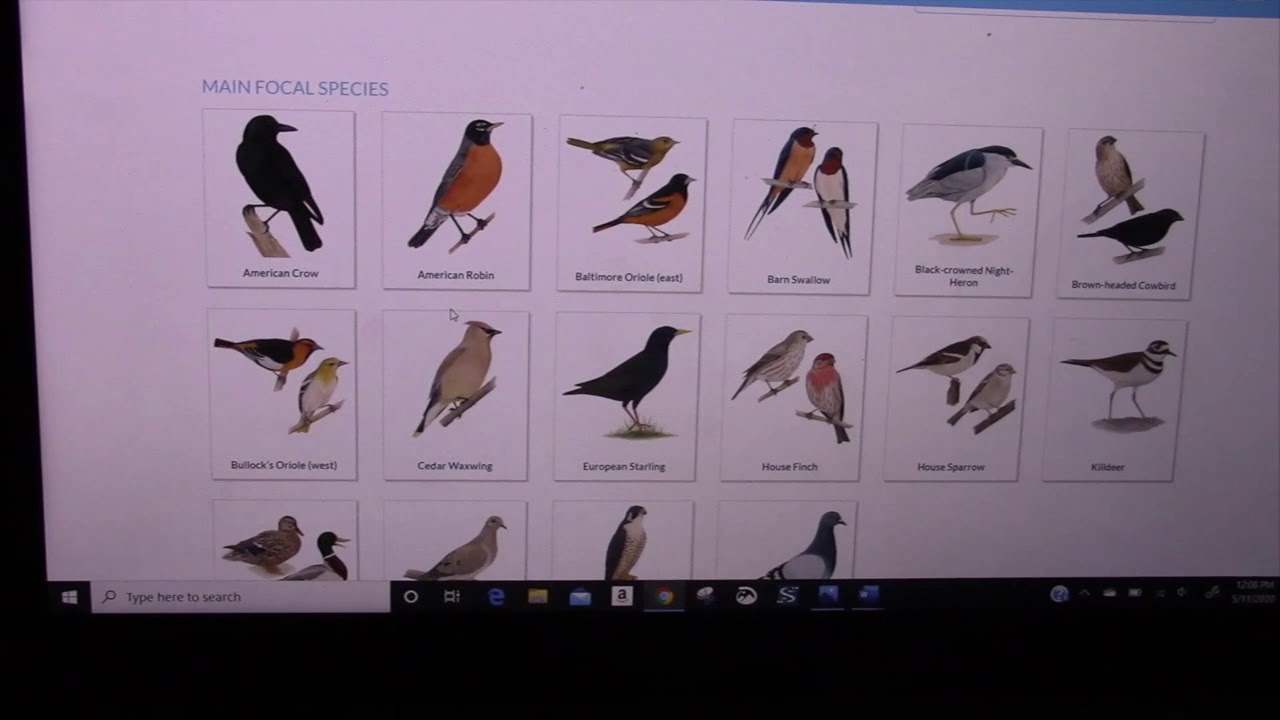 Citizen Science: Bird Watching - City Connections - YouTube