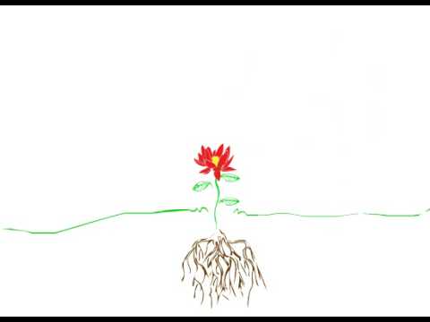 seed animation - YouTube