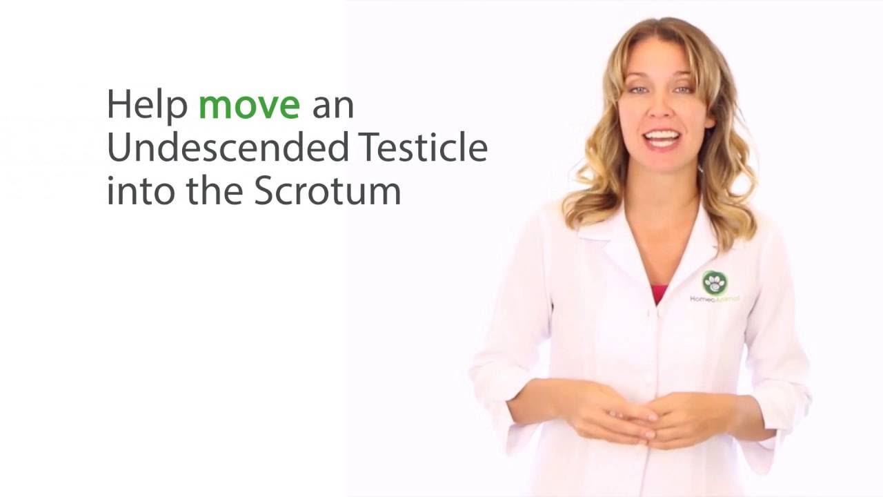How to Treat your Pet's Undescended Testicles (cryptorchidism ...
