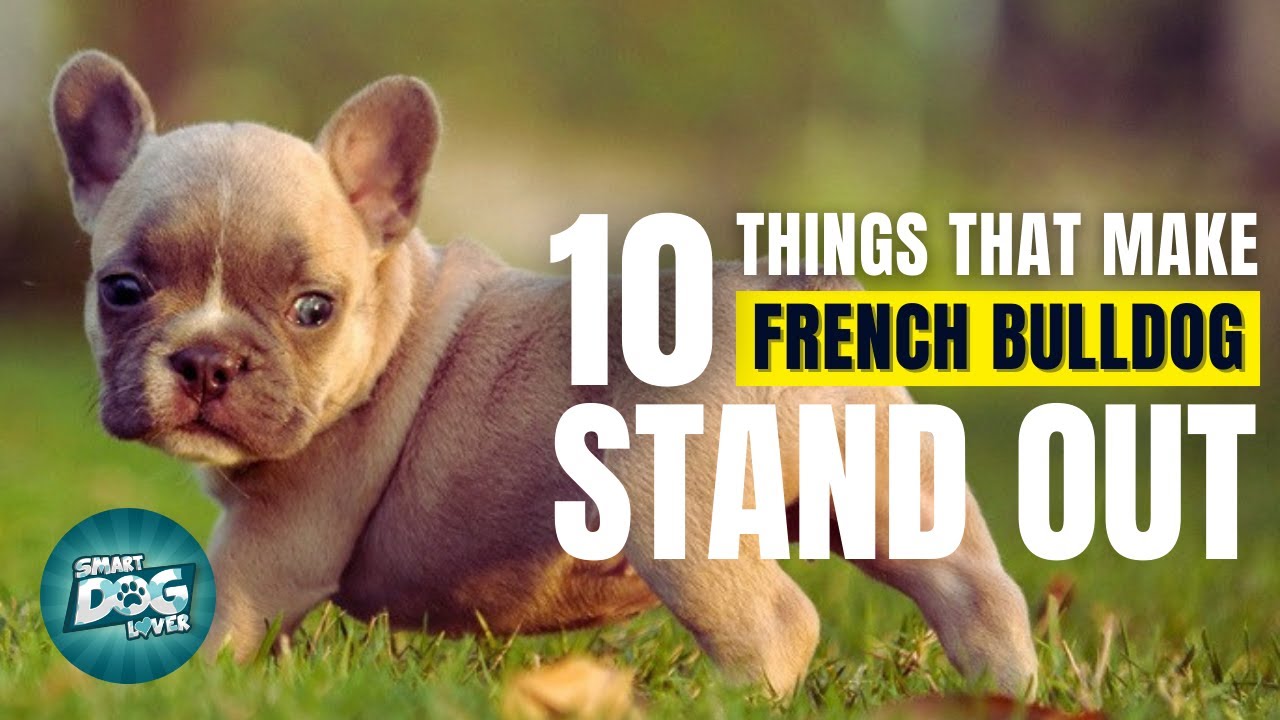 10 Things That Make a French Bulldog Stand Out - YouTube