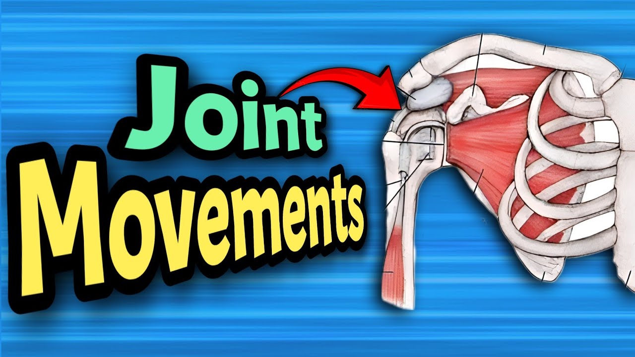 SHOULDER joint : Movements, bones and muscles | Anatomy - YouTube
