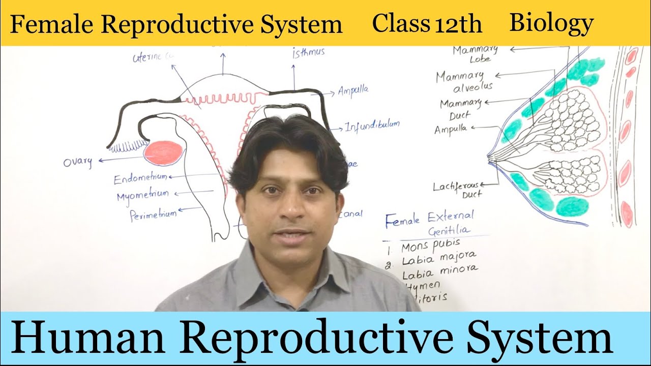 Female Reproductive System-Human Reproduction | Class 12 Biology - YouTube