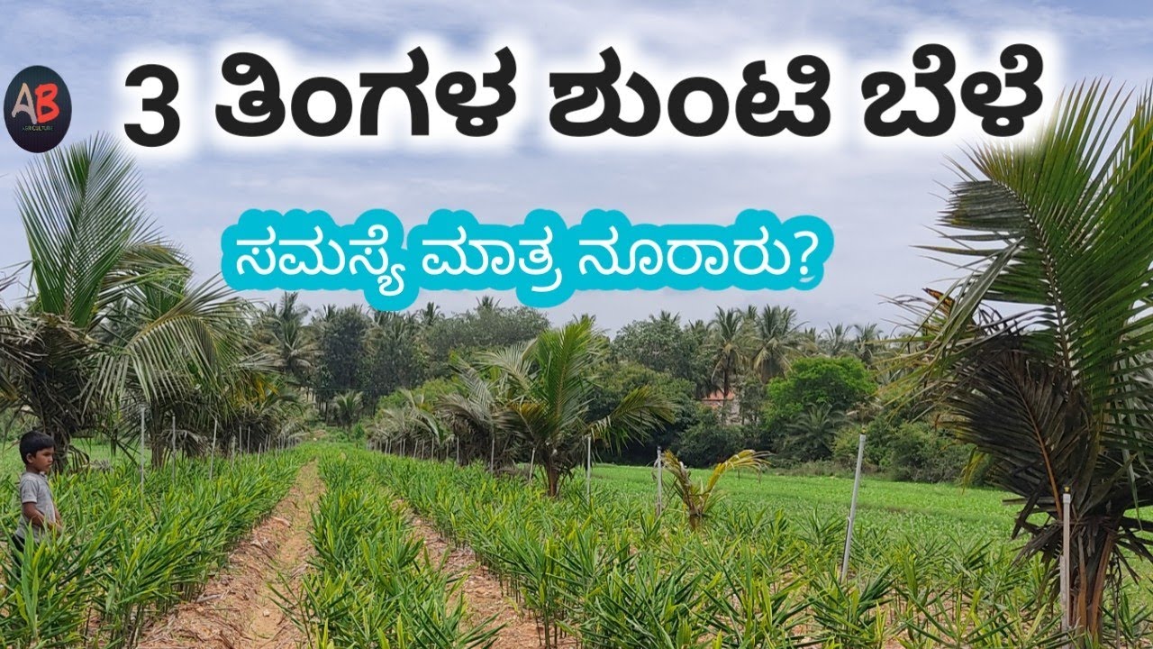 ginger cultivation | adrak | 3 month ginger crop |ಶುಂಠಿ ಬೆಳೆಯಲ್ಲಿನ ...