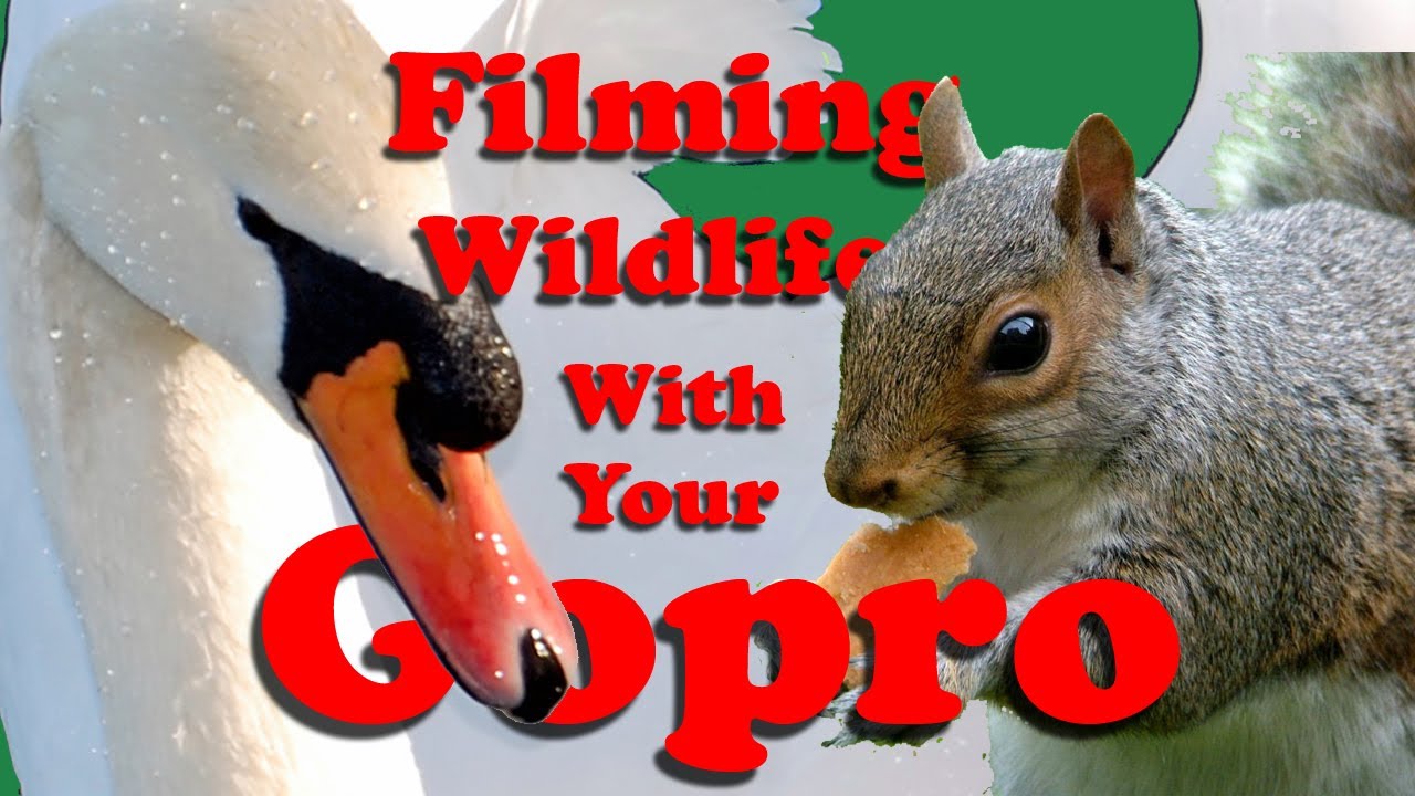 Filming Wildlife With Your Gopro - YouTube