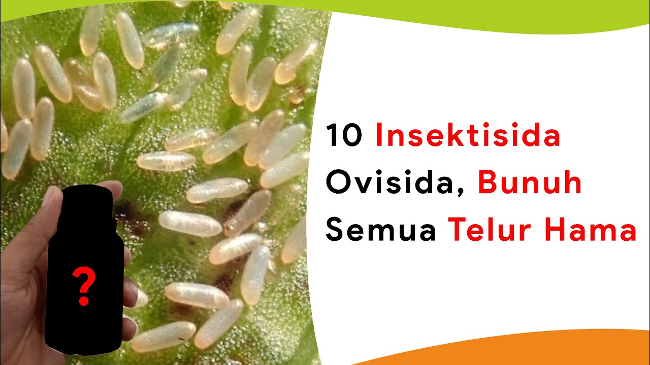 10 Insektisida dengan Sifat Ovisida Bunuh Semua Telur Hama - YouTube