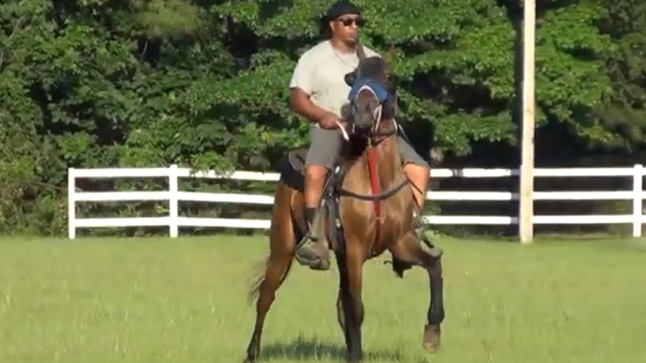 Classy Bay Tennessee Walking Horse at Hempstead County Gaited Trail ...
