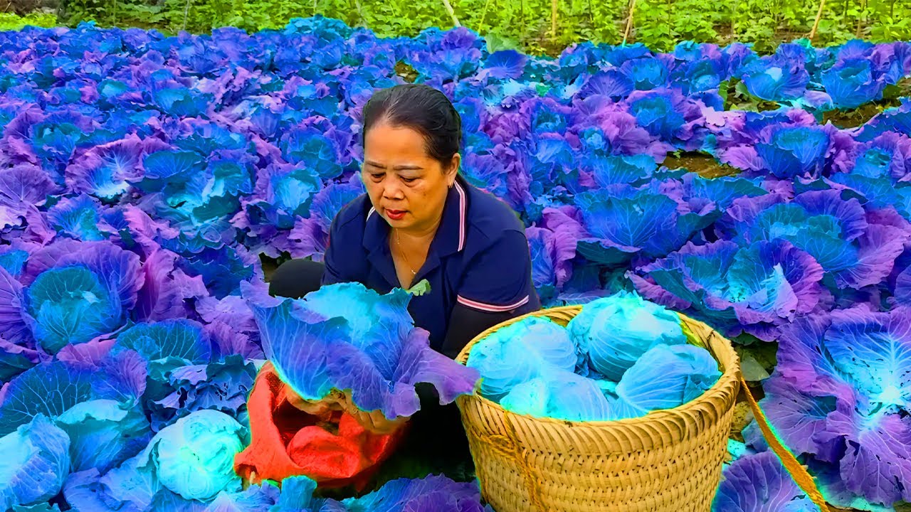 Harvesting A Lot Of Cabbage To Sell At Market And Planting Sugar Cane ...