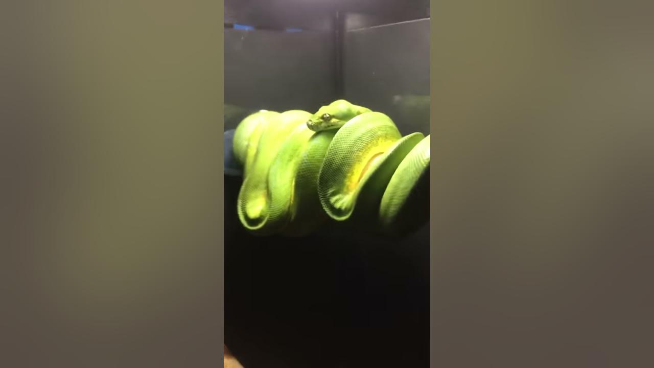 Green tree Python breeding - YouTube