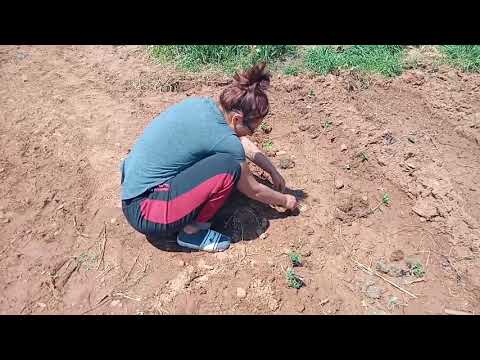 FİDANLARI EKTİK /TEMİZLİK YAPTİM