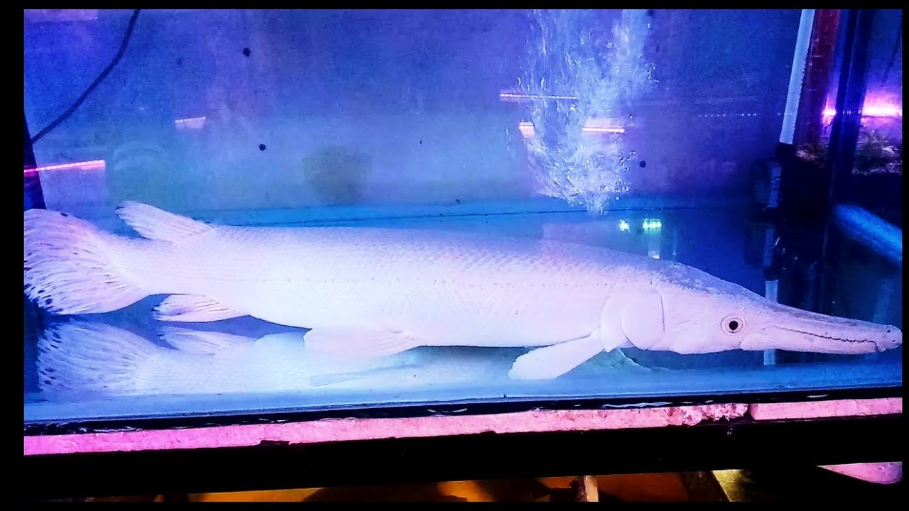 Monster Alligator Gar | Monster fish - YouTube