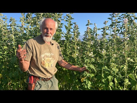 Marshmallow (Althaea officinalis) - How to grow