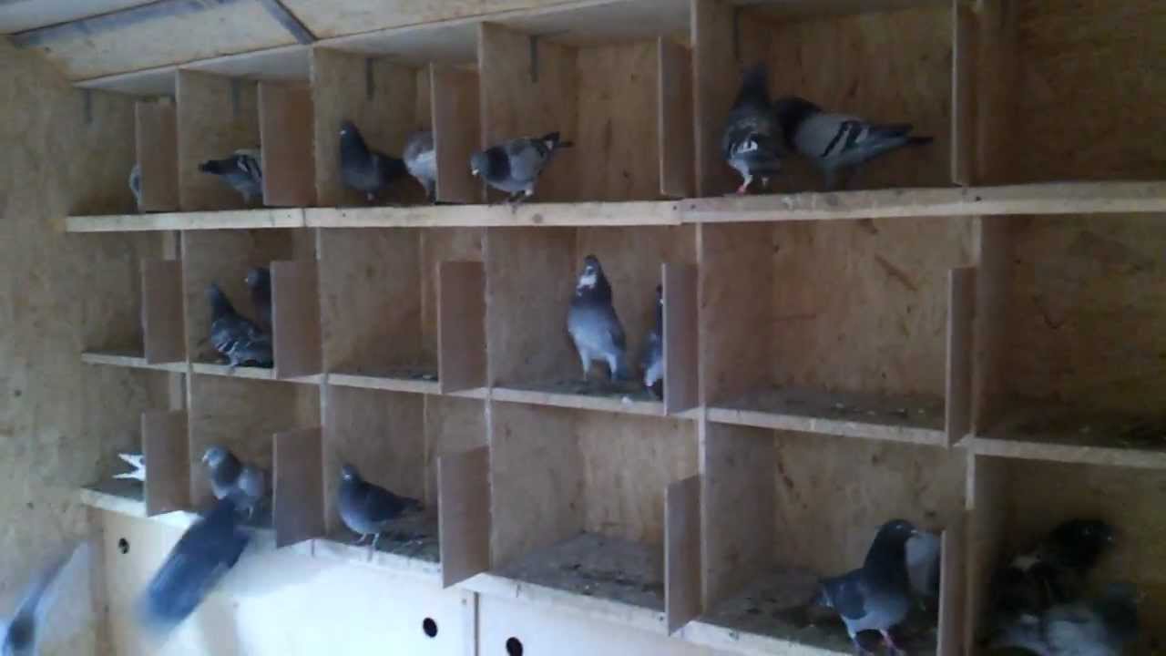 Postagalambok 1/1 - YouTube