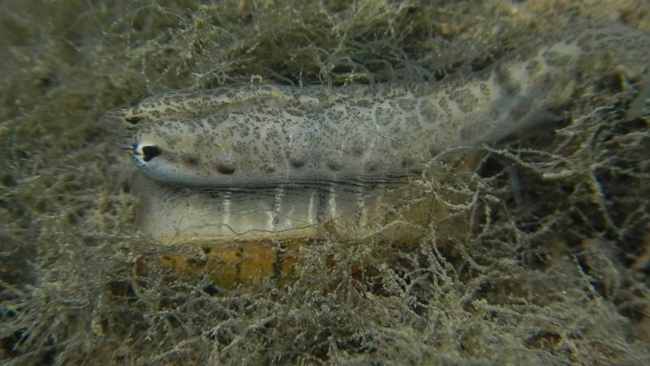Wavy Rayed Lampmussel, Lampsilis fasciola lure - YouTube