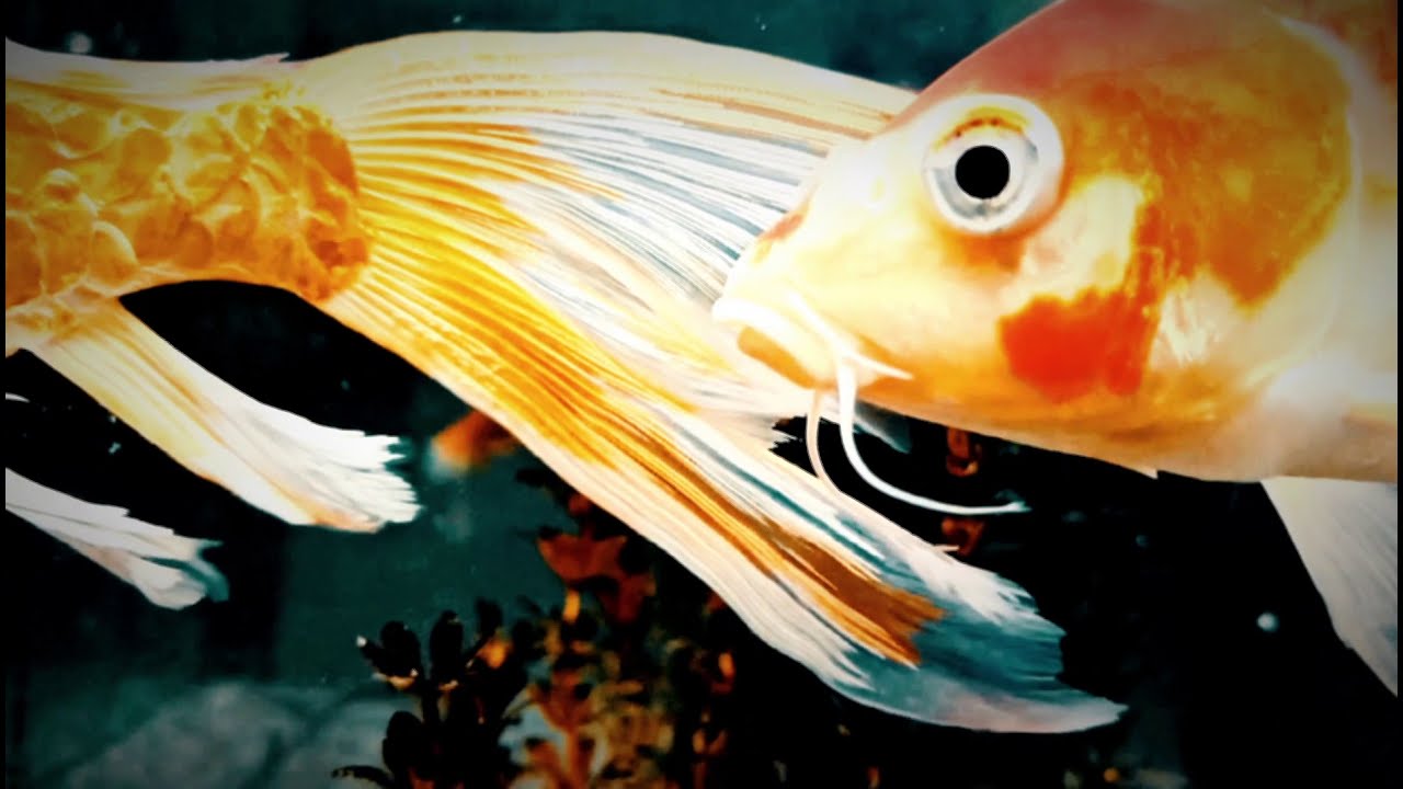 Fish Aquarium at POF Hospital Wah Cantt| recorded on redmi note 8 pro ...