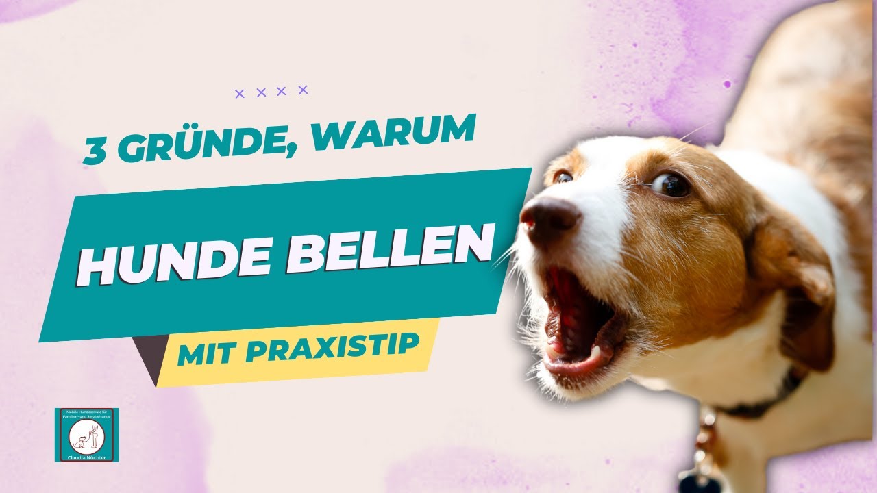 Bellt dein Hund viel? 🐶 3 Gründe, warum Hunde bellen. Praxistip: Bellen ...