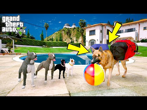 YAVRU PİTBULL ALMANYA'DAN GELEN HANS AMCASIYLA TANIŞIYOR! - GTA 5