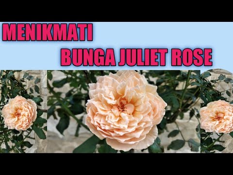 Menikmati keindahan bunga julia rose yang sudah mekar||BUNGA JUILA ROSE ...
