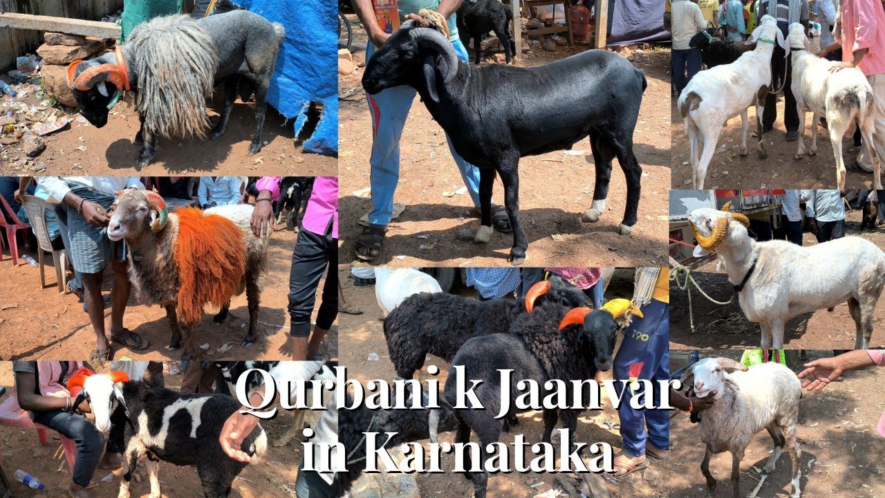 Big Size Karnataka Sheep's Special for Qurbani | Every Tuesday Kerur ...