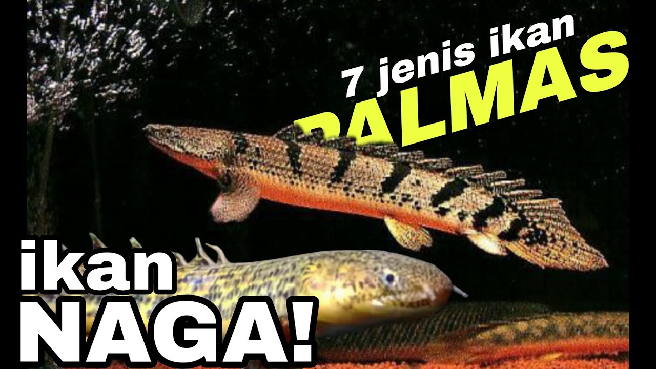 7 JENIS IKAN PALMAS || Ikan Naga - YouTube