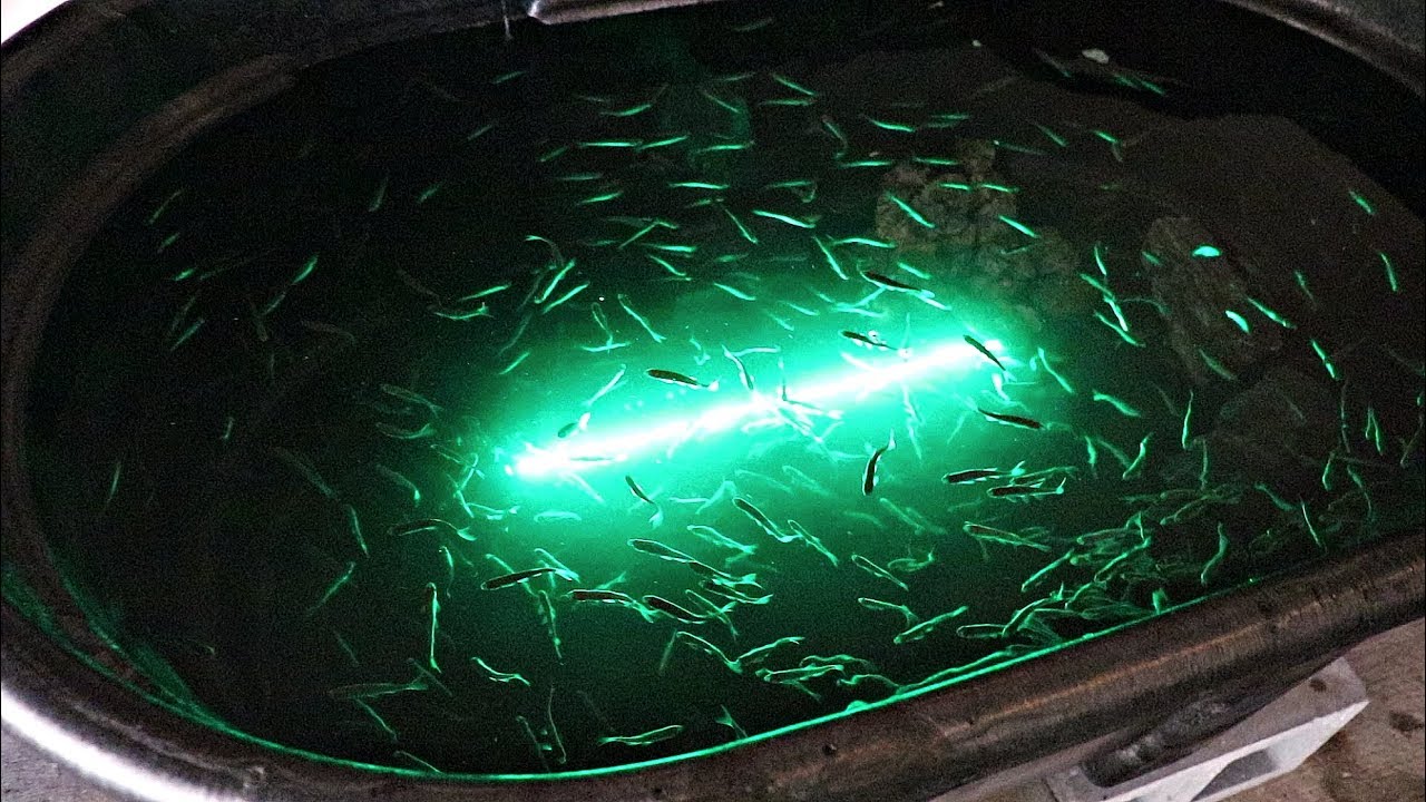 HOMEMADE Backyard BAIT WELL for Pond! - YouTube