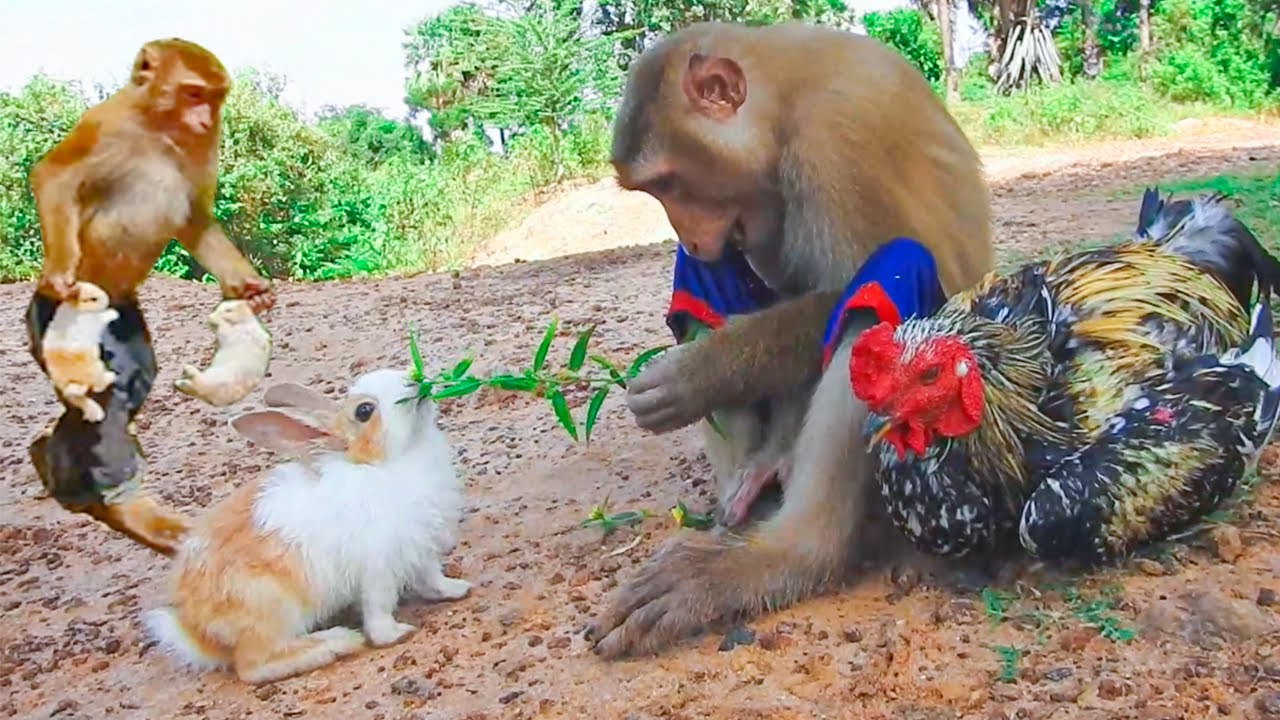 Great SokYaa Feeding Rabbit Well, How To Carry Rabbit - YouTube